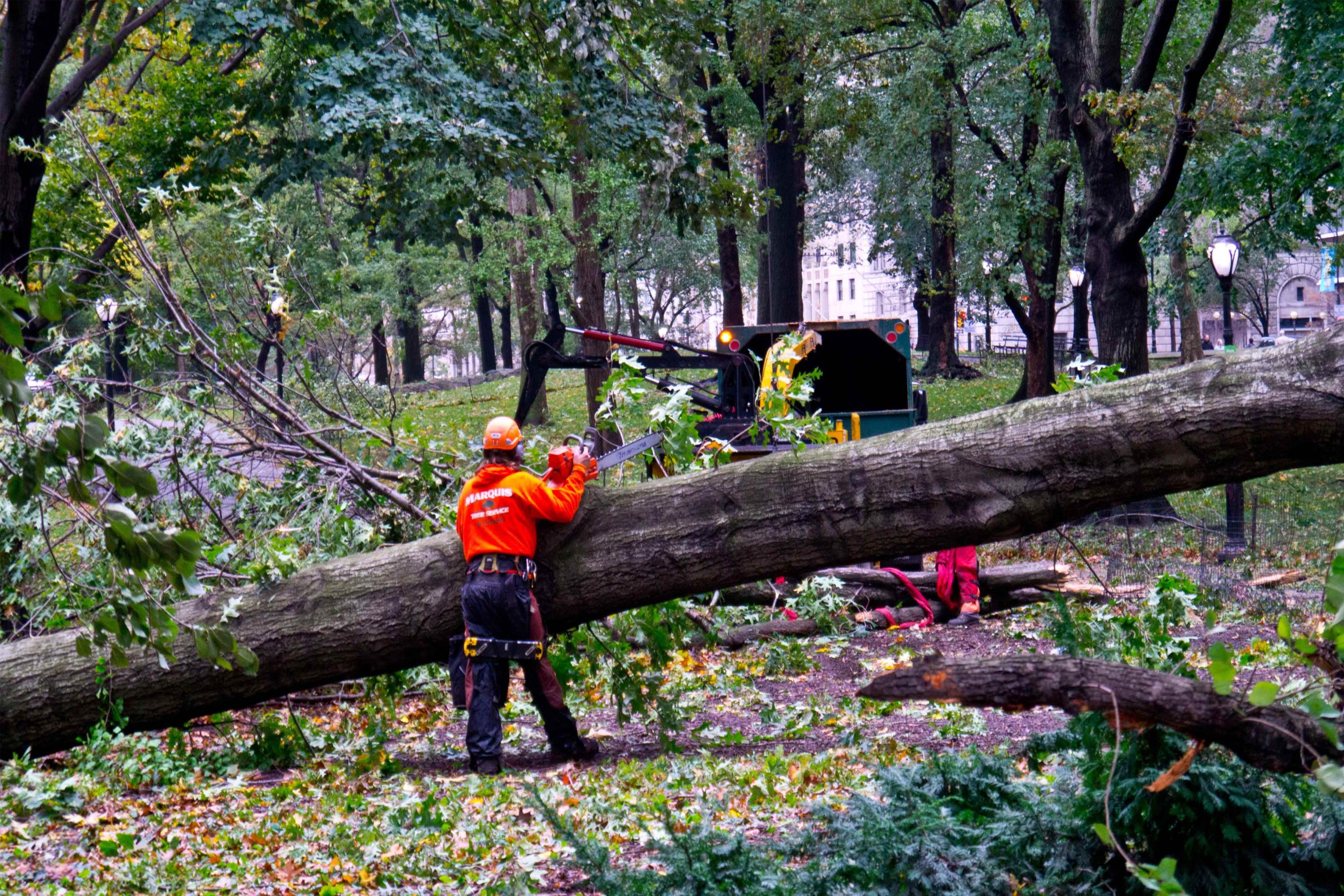 Orozco Landscaping & Tree Service Corp